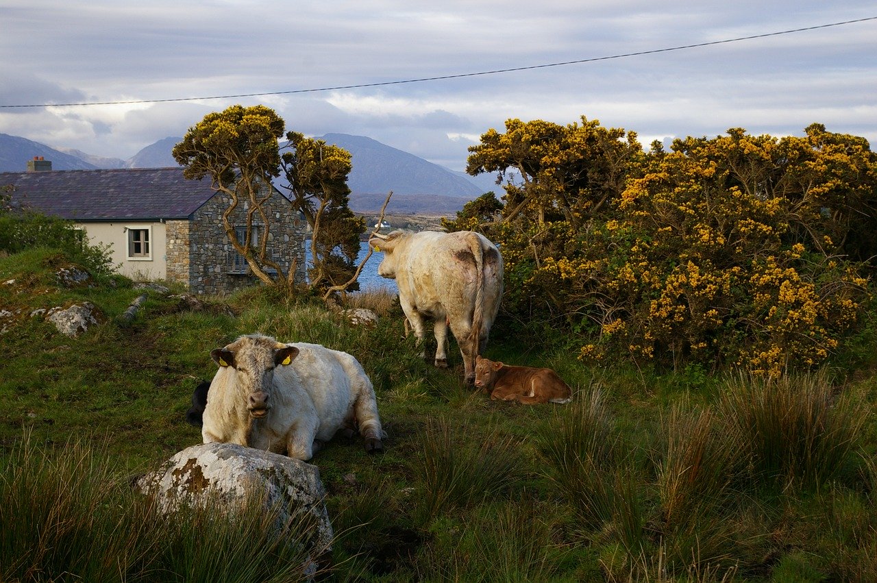€1 billion available for Irish rural areas | UK Fundraising